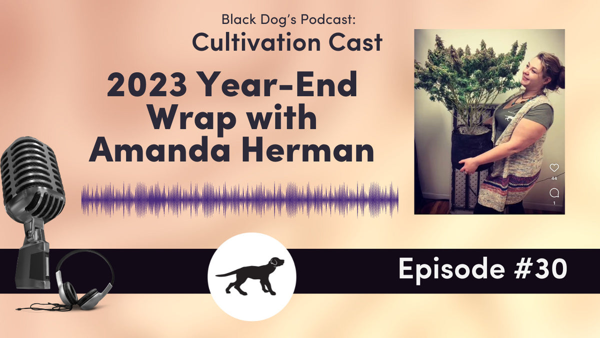 2023 Year-End Wrap with Amanda Herman – Black Dog LED