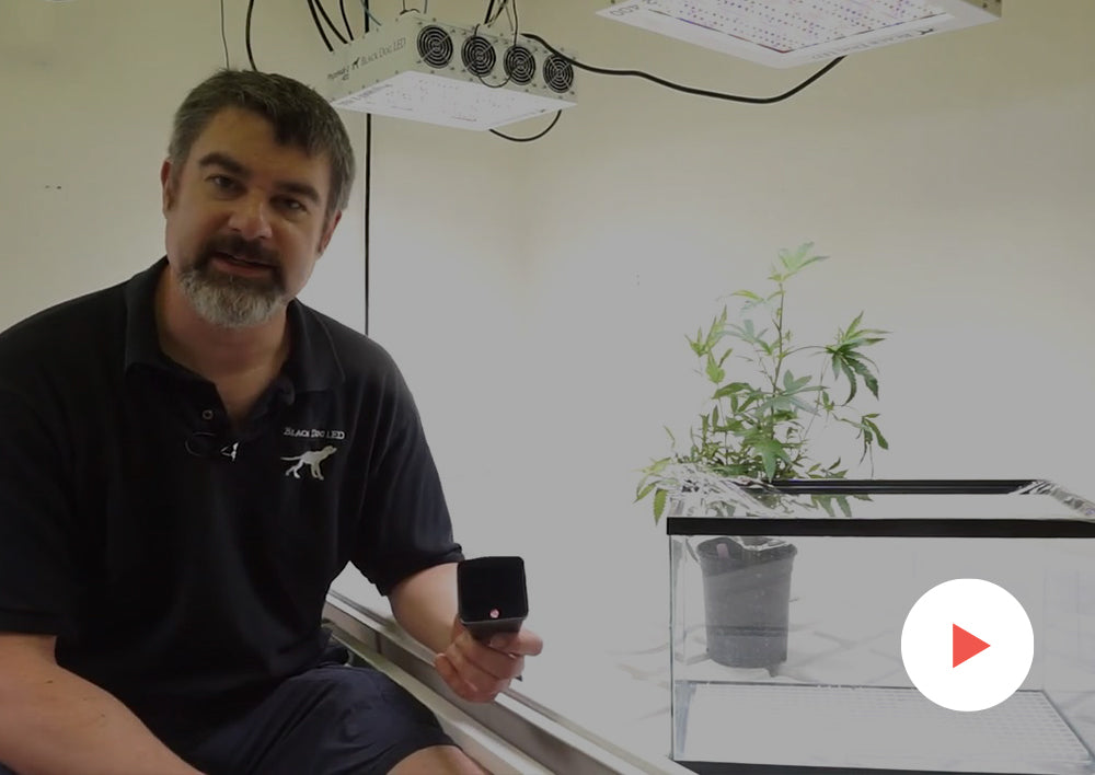 Growing How-To: Taking Cuttings / Making Clones: Making Clones How-To ...