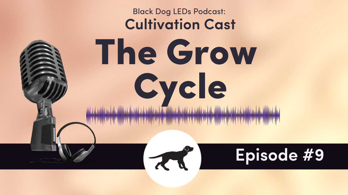 The Grow Cycle – Black Dog LED