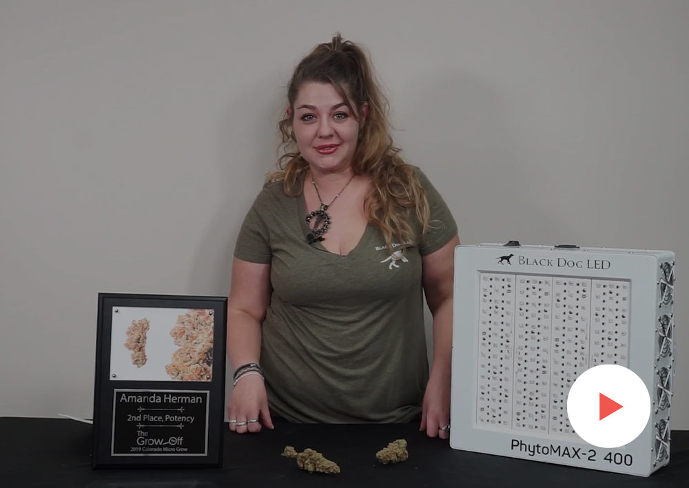 Fun Videos: 2019 Grow-Off Videos: End of Flower and Results – Black Dog LED