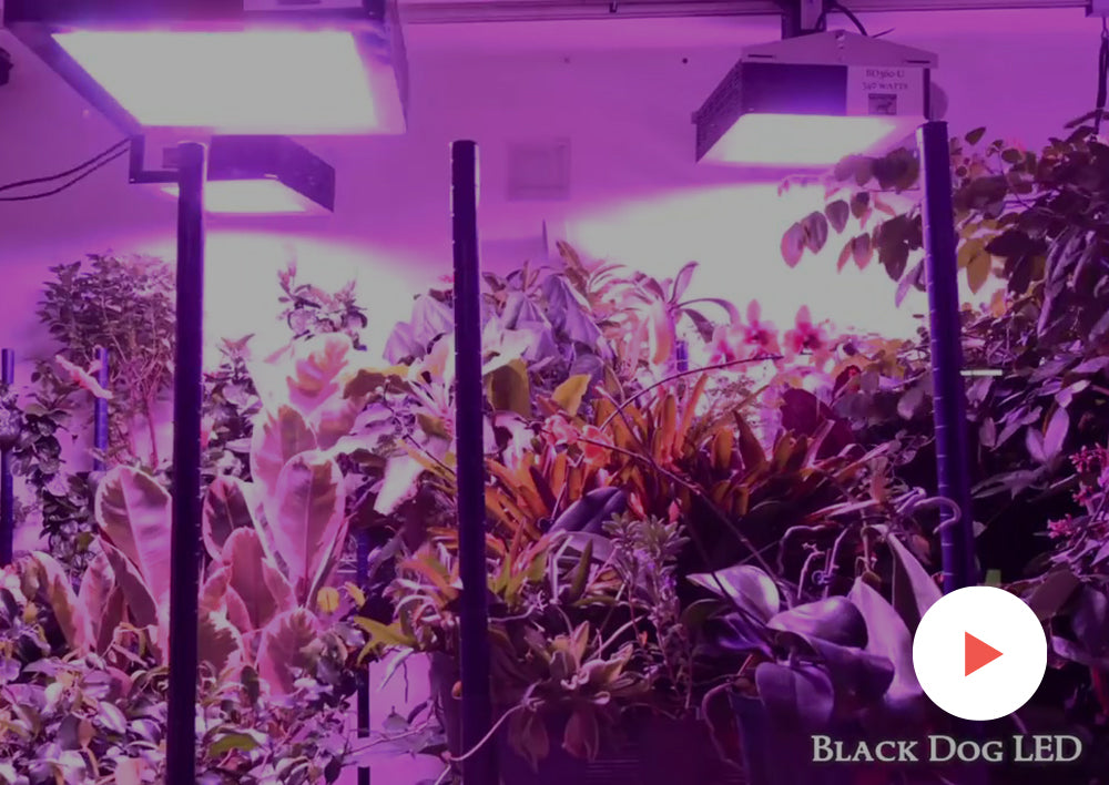 Fun Videos: Other Videos: Ultimate Indoor Grow-Room – Black Dog LED